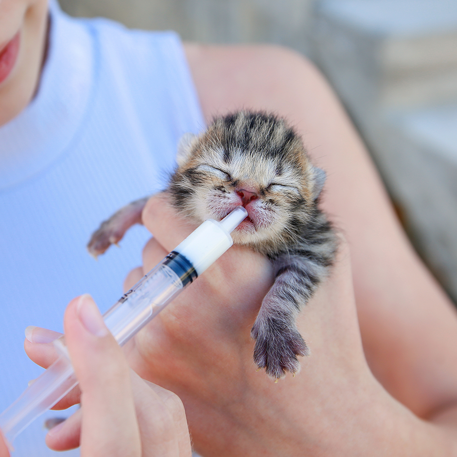 thomas-j-o-connor-animal-control-and-adoption-center | GreaterGood