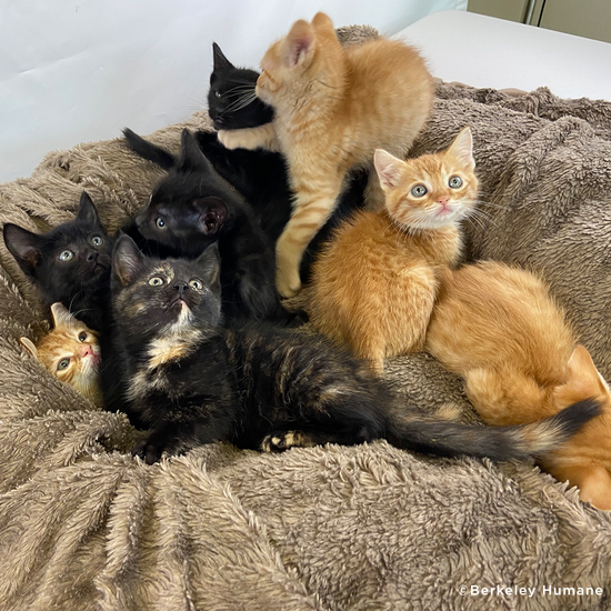 Care Packages for Shelter Cats | GreaterGood