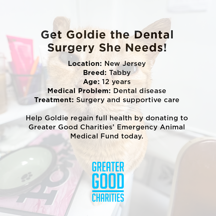 Meet Antoine Yates, The Man Who Lived With A Tiger In A New York Apart ...