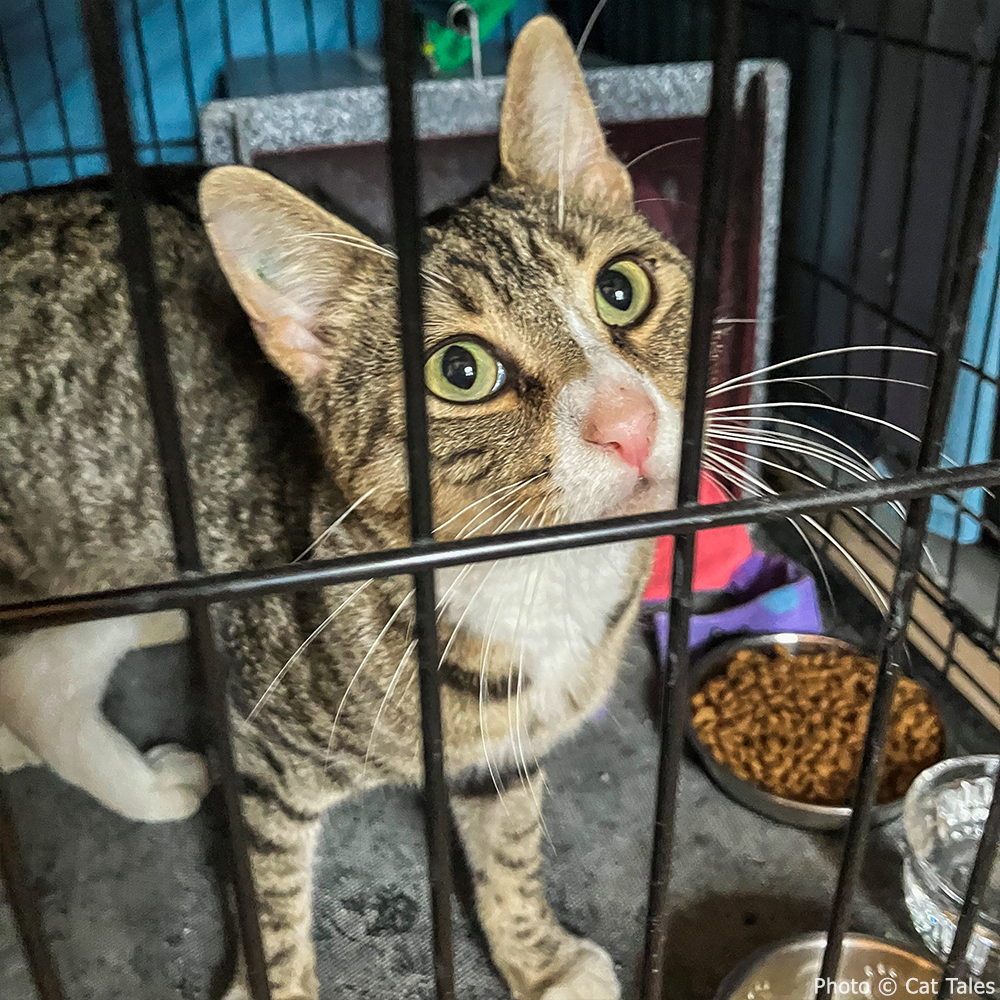 Meet The World's Deadliest Snake: The Saw-Scaled Viper | GreaterGood