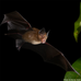 Help Save the Bat | GreaterGood