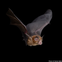 Help Save the Bat | GreaterGood