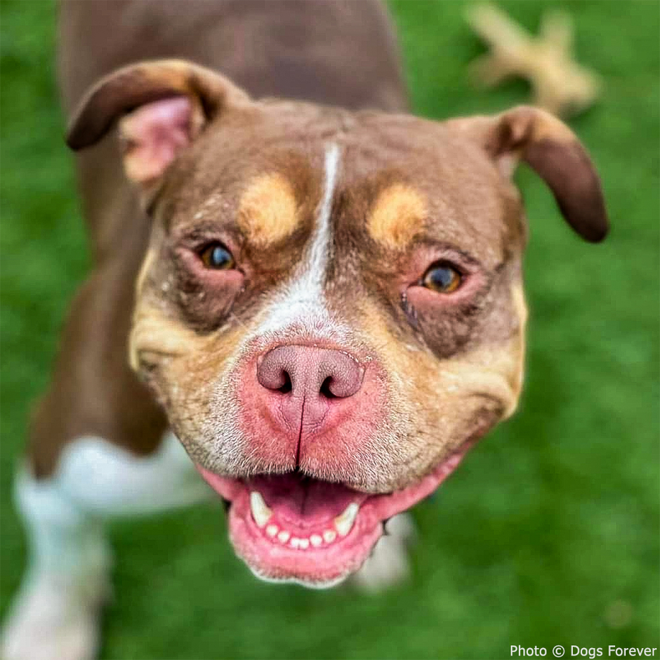 Frosted Faces Foundation Helps Senior Dogs & Cats Find Forever Homes ...