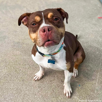 Meet Antoine Yates, The Man Who Lived With A Tiger In A New York Apart ...