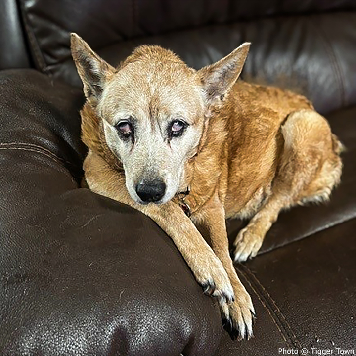 Meet Antoine Yates, The Man Who Lived With A Tiger In A New York Apart ...
