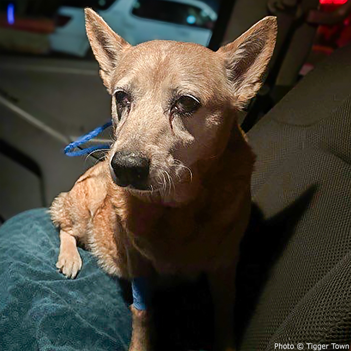 Meet Antoine Yates, The Man Who Lived With A Tiger In A New York Apart ...