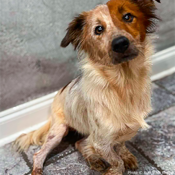 Frosted Faces Foundation Helps Senior Dogs & Cats Find Forever Homes ...