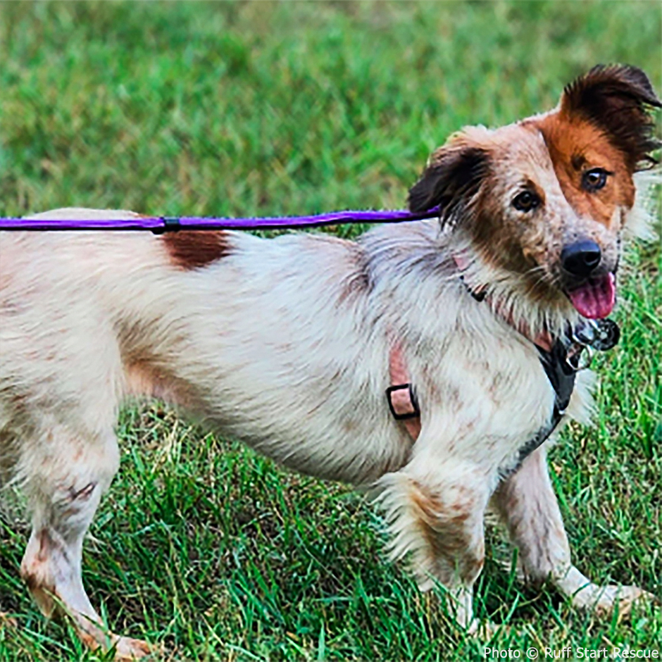 Meet Antoine Yates, The Man Who Lived With A Tiger In A New York Apart ...