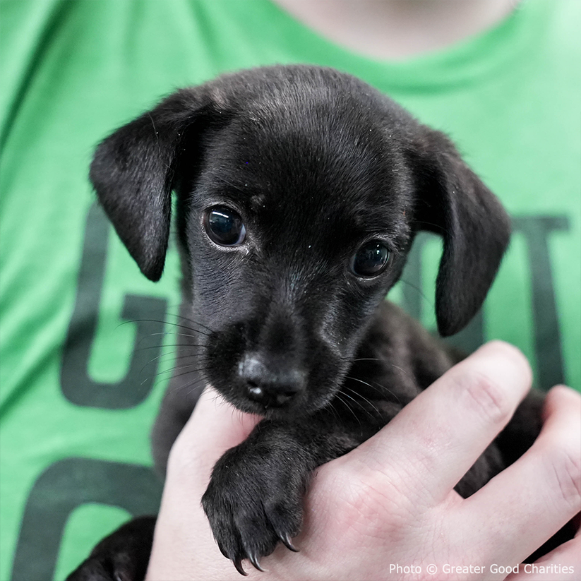 Help Where It's Most Needed | GreaterGood