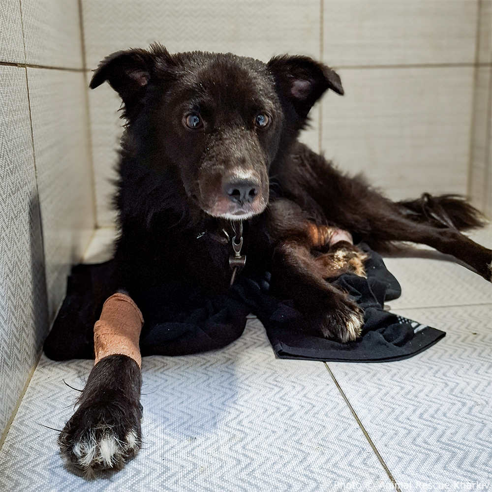 Save Your Pets from Heatstroke — Simple Steps to Prevent Tragic Loss ...