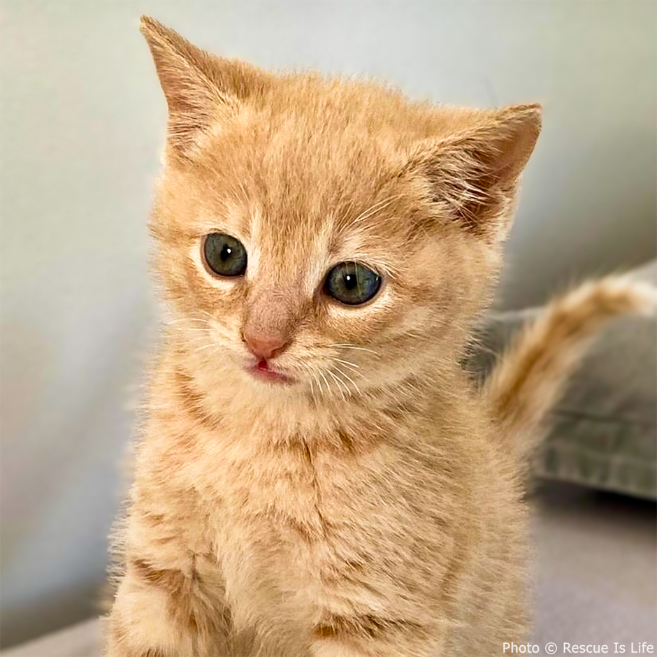 Meet Antoine Yates, The Man Who Lived With A Tiger In A New York Apart ...