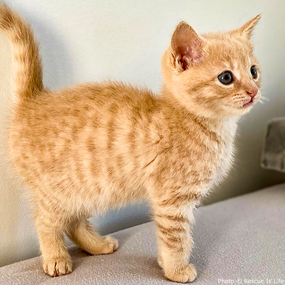 Meet Antoine Yates, The Man Who Lived With A Tiger In A New York Apart ...