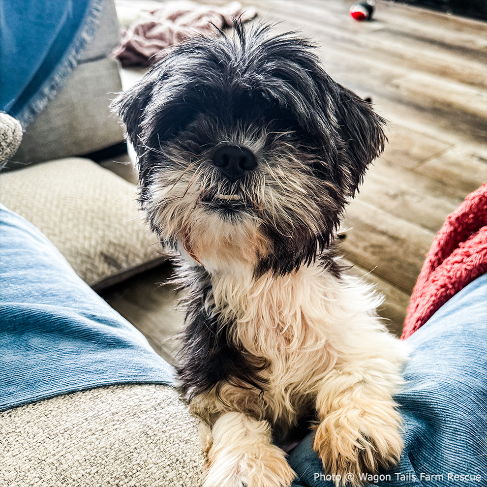 Funded: Help Perla Heal From Kidney Stones and Dental Disease | GreaterGood