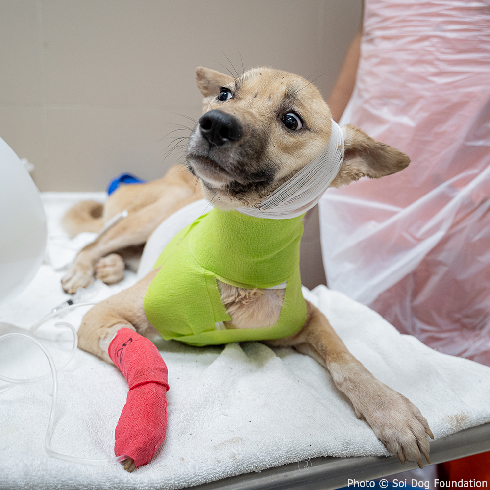 Save Your Pets from Heatstroke — Simple Steps to Prevent Tragic Loss ...