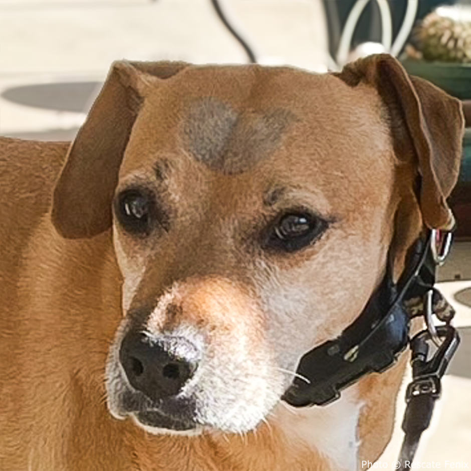 Armored Animals: 10 Animals with the Coolest Protective Exteriors ...