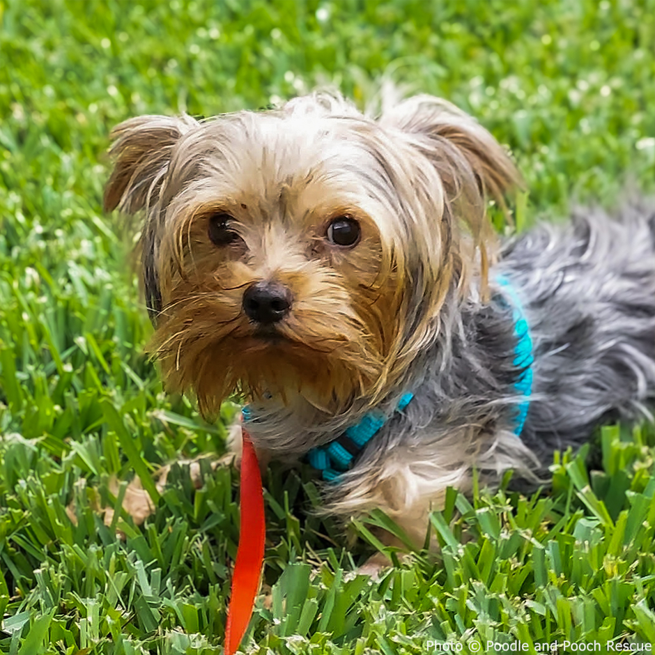 Stray Animals Overwhelm Puerto Rico Years After Hurricane Aftermath ...