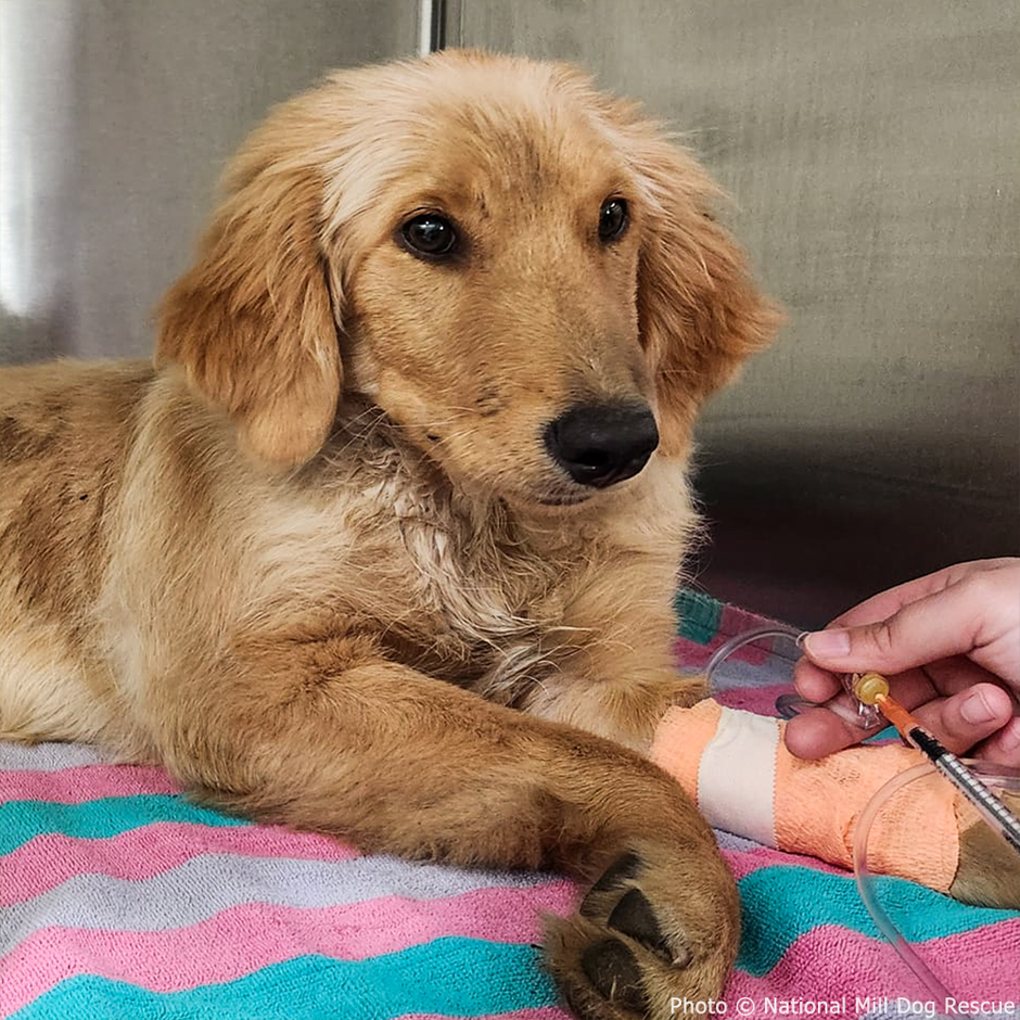 Meet Antoine Yates, The Man Who Lived With A Tiger In A New York Apart ...