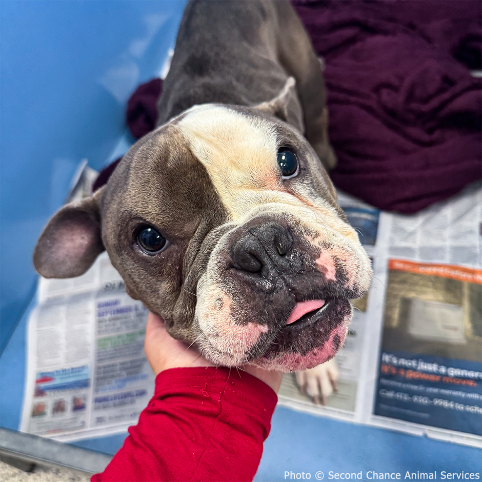 Frosted Faces Foundation Helps Senior Dogs & Cats Find Forever Homes ...