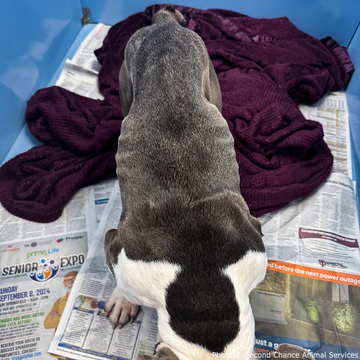 Meet Antoine Yates, The Man Who Lived With A Tiger In A New York Apart ...