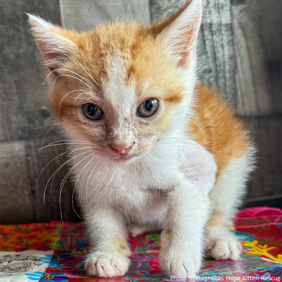 Frosted Faces Foundation Helps Senior Dogs & Cats Find Forever Homes ...