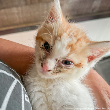 Meet Antoine Yates, The Man Who Lived With A Tiger In A New York Apart ...