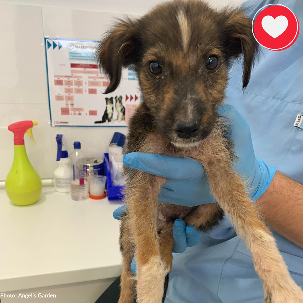 Meet Antoine Yates, The Man Who Lived With A Tiger In A New York Apart ...