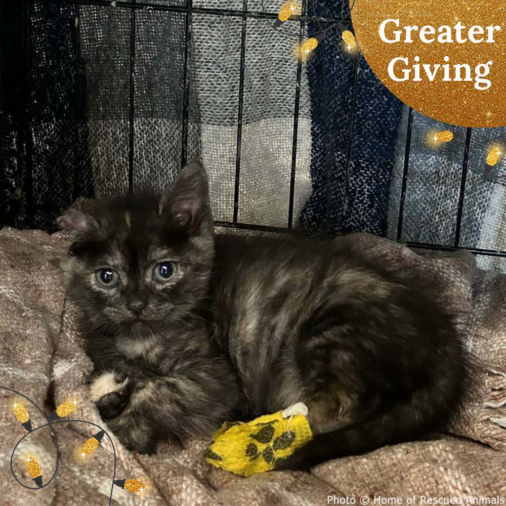 Everything Has a Good Side: The Benefits of Cockroaches | GreaterGood