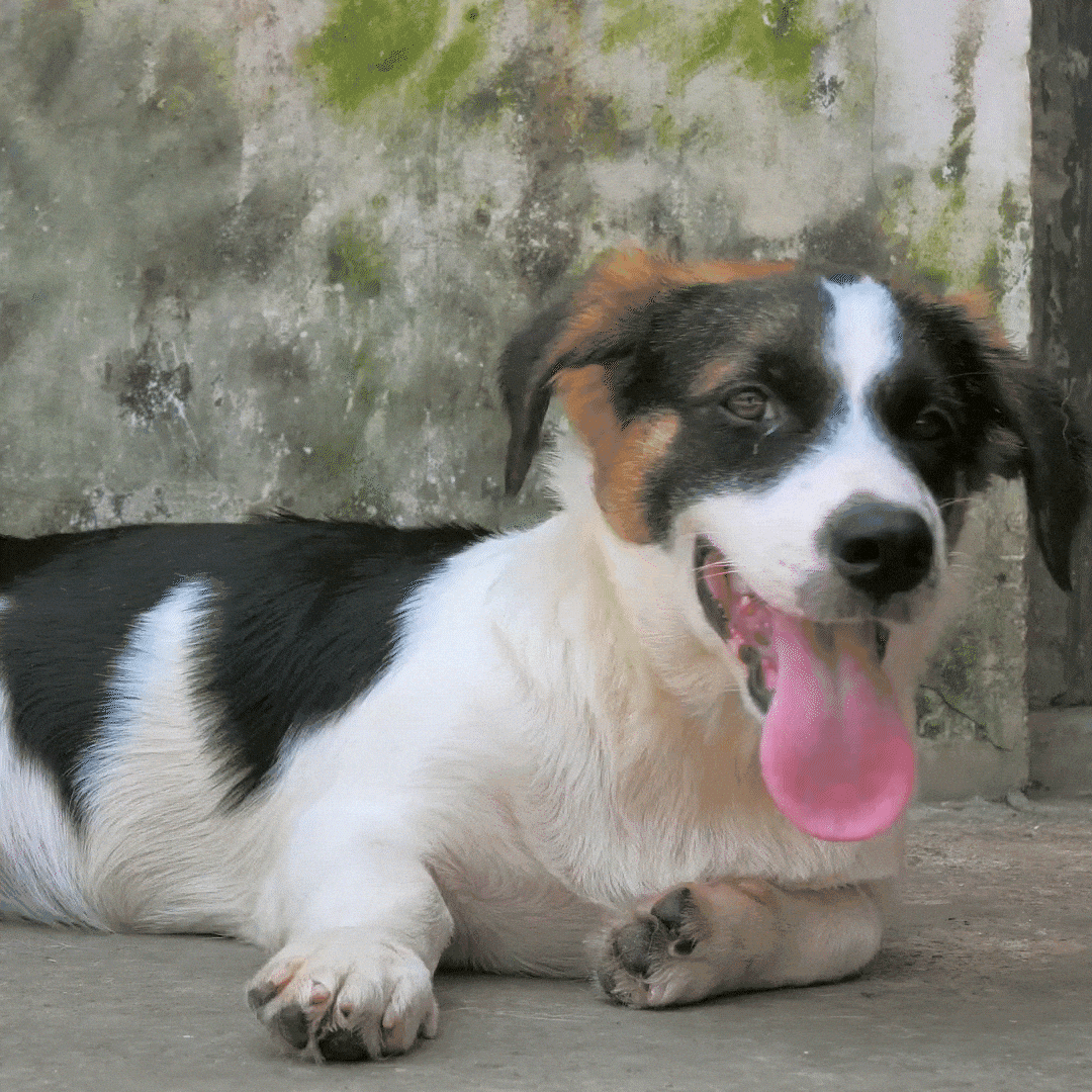 Send Critical Relief to Protect Pets of the Homeless During Summer Hea ...