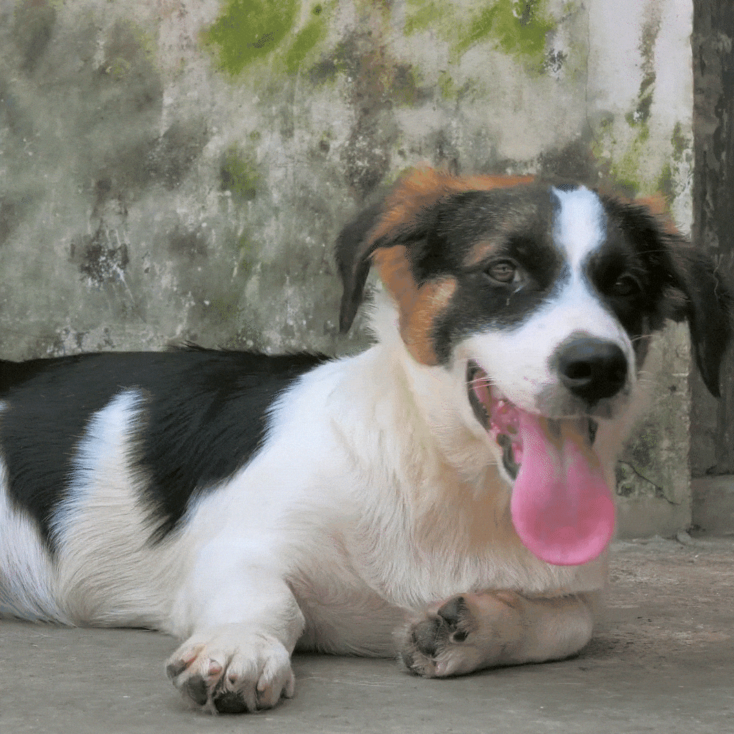 thomas-j-o-connor-animal-control-and-adoption-center | GreaterGood