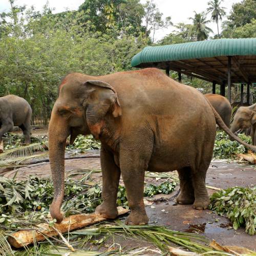 Save Elephants from Starvation | GreaterGood