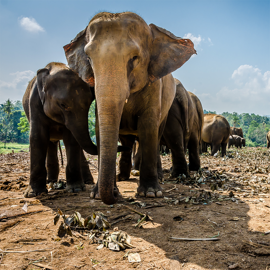 Help Save the Asian Elephant | GreaterGood