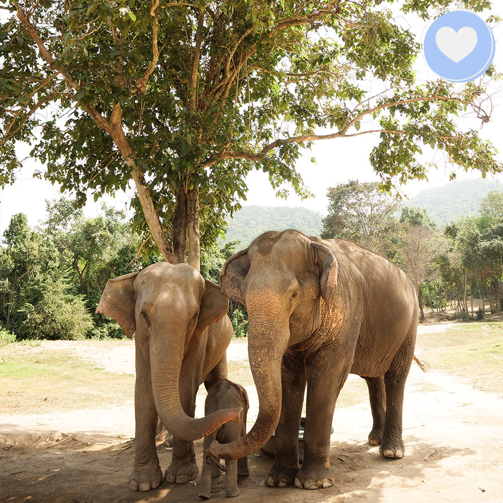 Project Peril: Help Save the Asian Elephant | GreaterGood