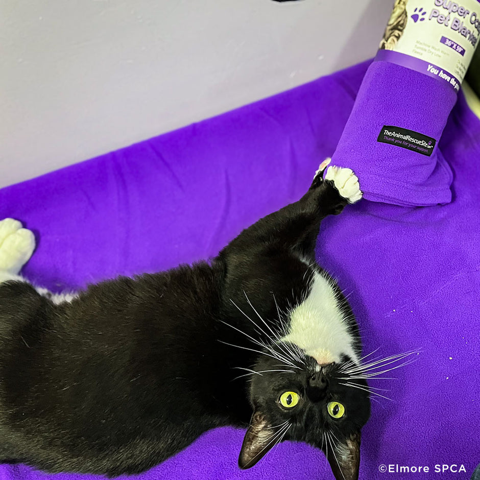 thomas-j-o-connor-animal-control-and-adoption-center | GreaterGood
