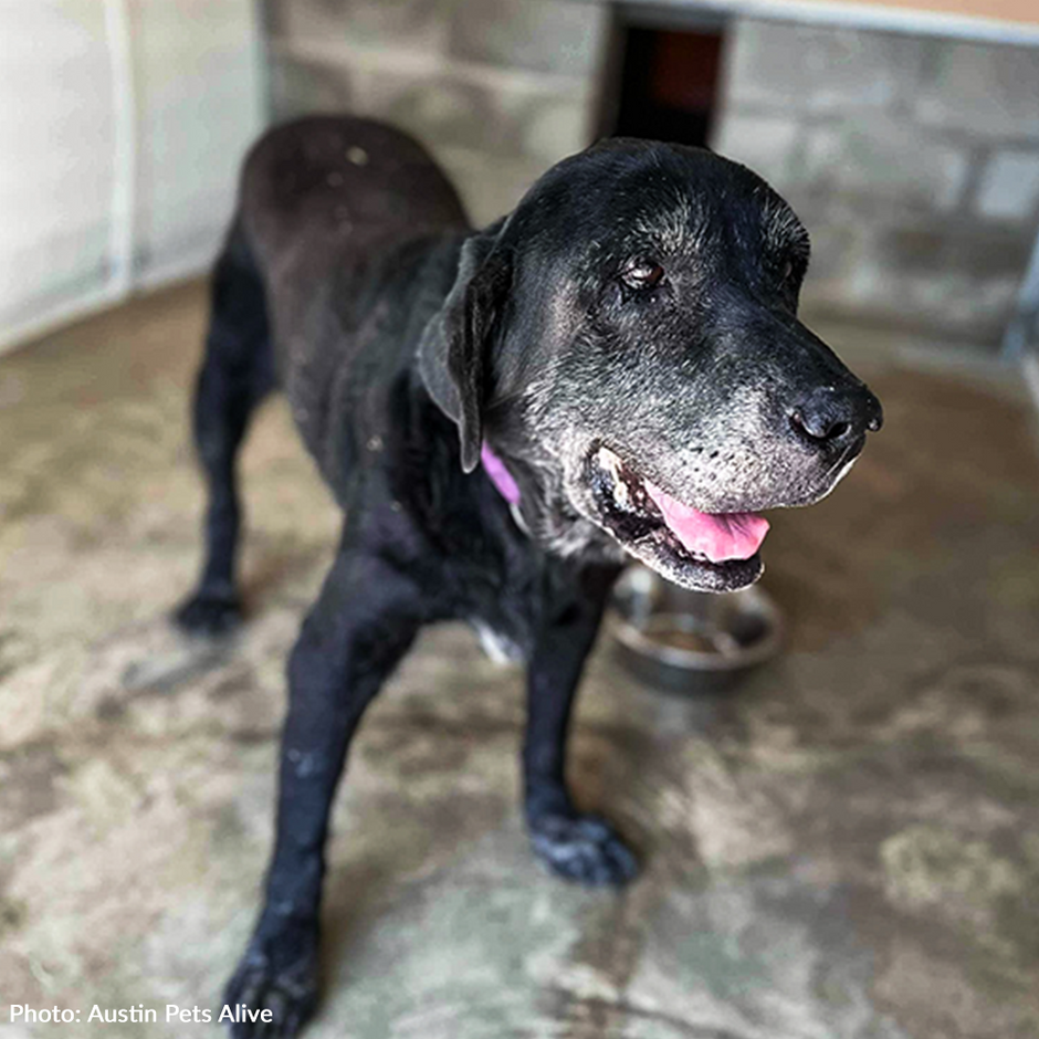 turtle-mountain-animal-rescue-358 | GreaterGood