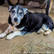 Send Support Packages To Senior Dogs | GreaterGood