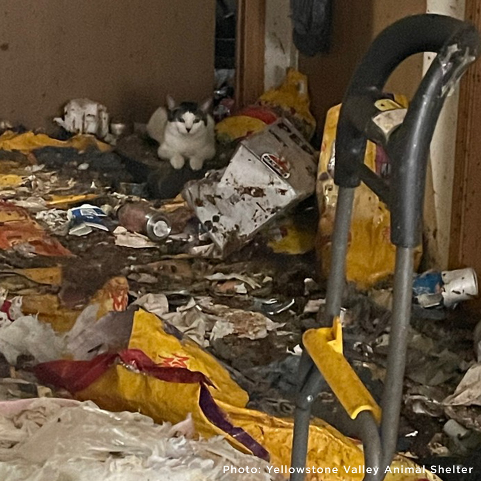 Meet Antoine Yates, The Man Who Lived With A Tiger In A New York Apart ...