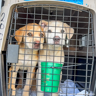 Help Fly Pets to Freedom | GreaterGood