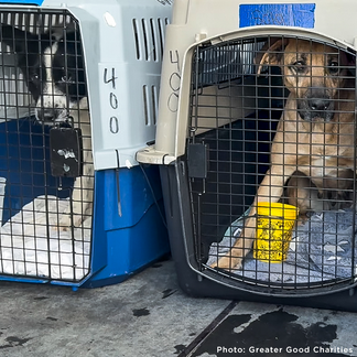 Help Fly Pets to Freedom | GreaterGood