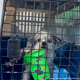 Help Fly Pets to Freedom | GreaterGood
