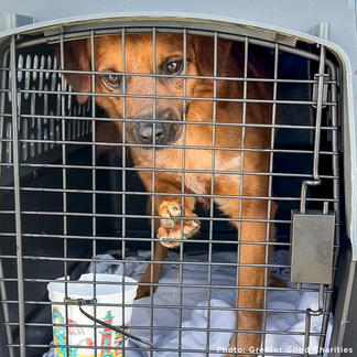 Help Fly Pets to Freedom | GreaterGood
