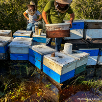Help Feed Starving Bees | GreaterGood