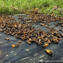 Help Feed Starving Bees | GreaterGood