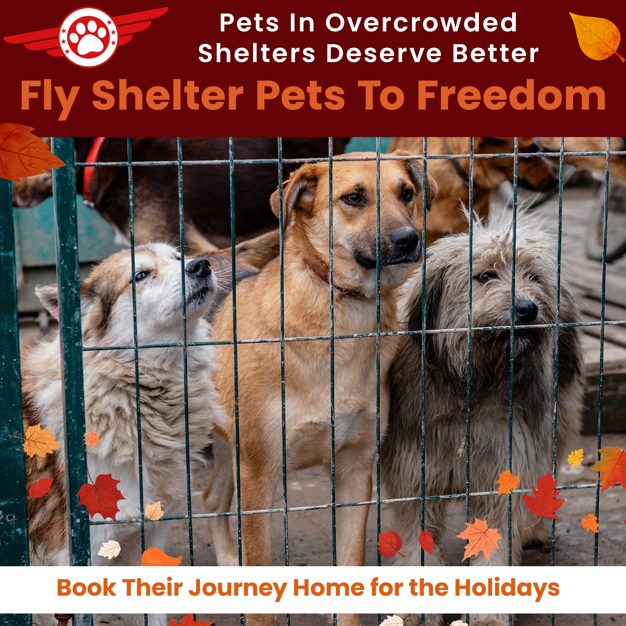 Help Fly Pets to Freedom | GreaterGood