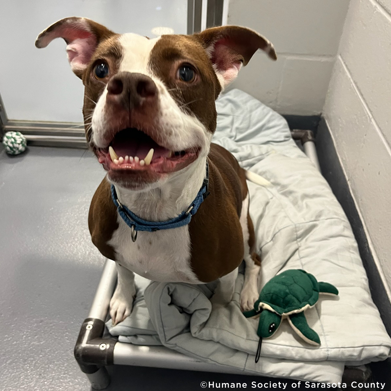 Care Packages for Shelter Dogs | GreaterGood