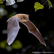 Help Save the Bat | GreaterGood