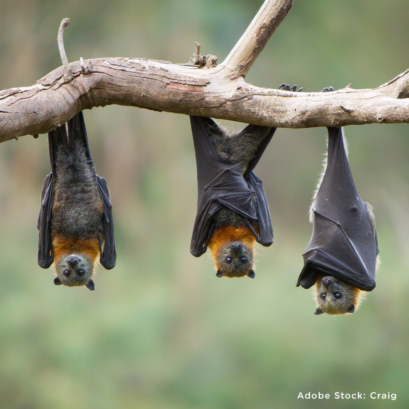 Help Save the Bat | GreaterGood
