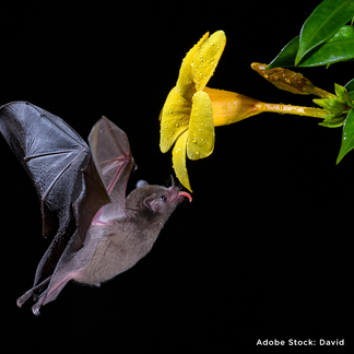 Help Save the Bat | GreaterGood