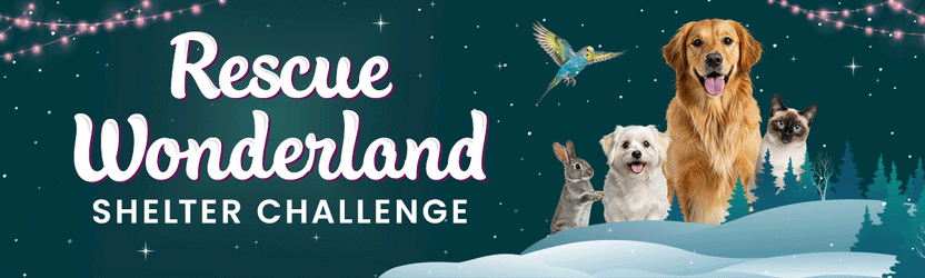 save-all-dogs-rescue-261 | GreaterGood