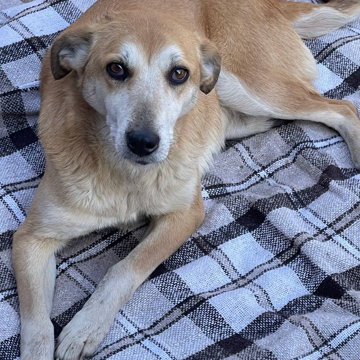 community-humane-shelter-of-steuben-county-173 | GreaterGood