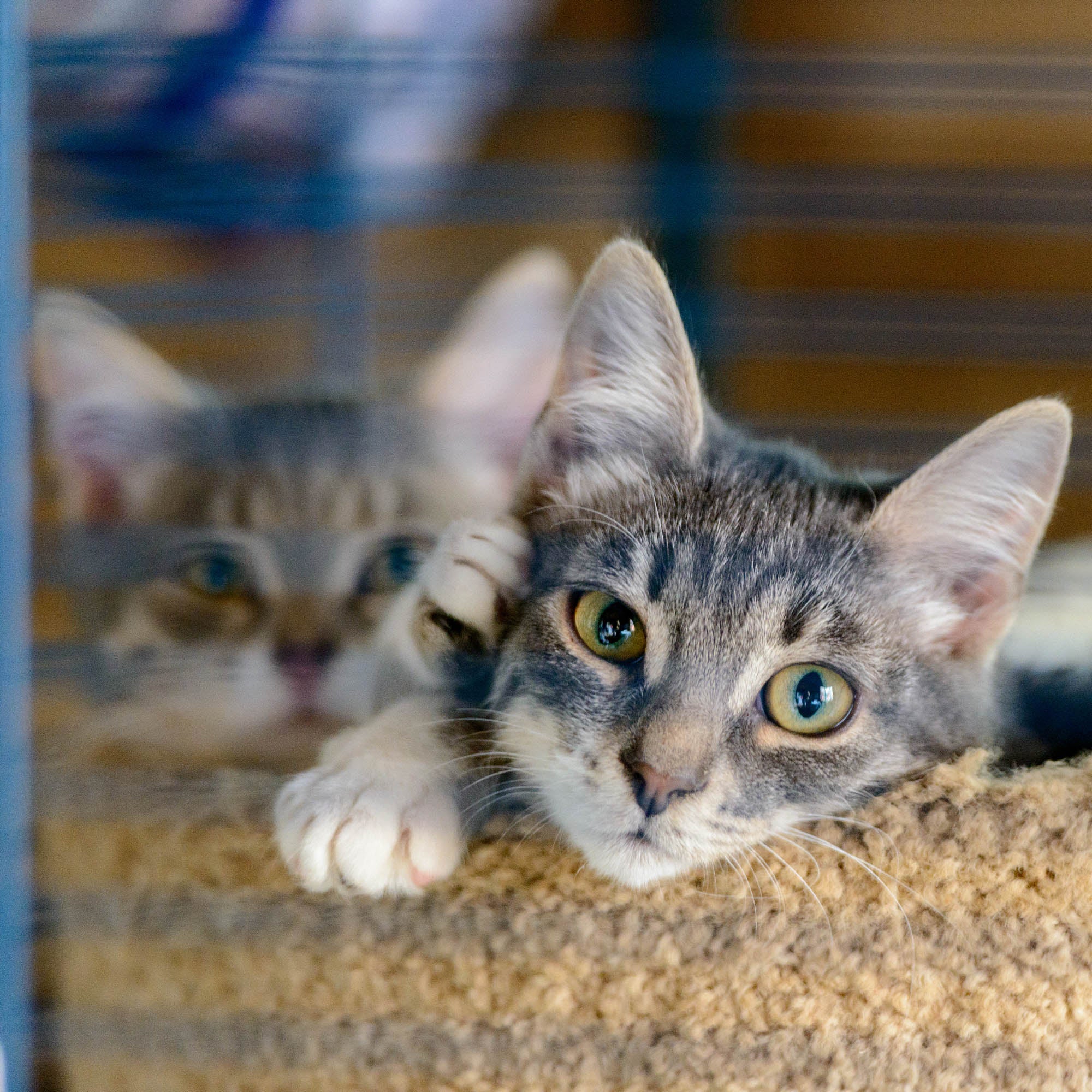 thomas-j-o-connor-animal-control-and-adoption-center | GreaterGood